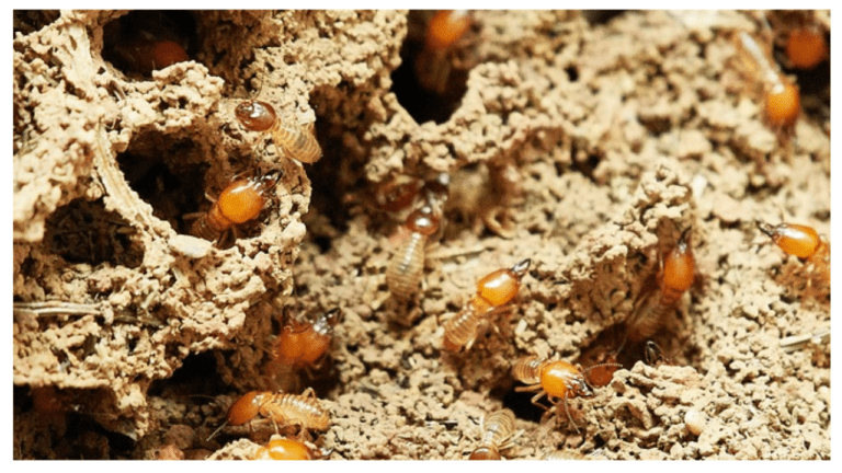 Does Borax Kill Termites? How To Use Effectively? - Bugs Solution